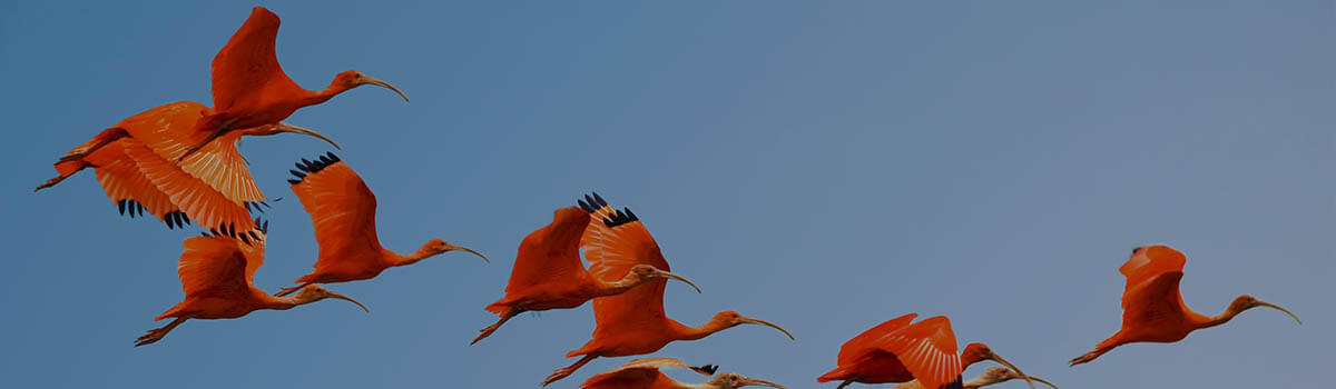 Animals by Air Designs | Spoonflower Design Challenge