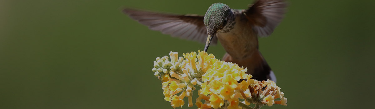 Pollinators Designs | Spoonflower Design Challenge