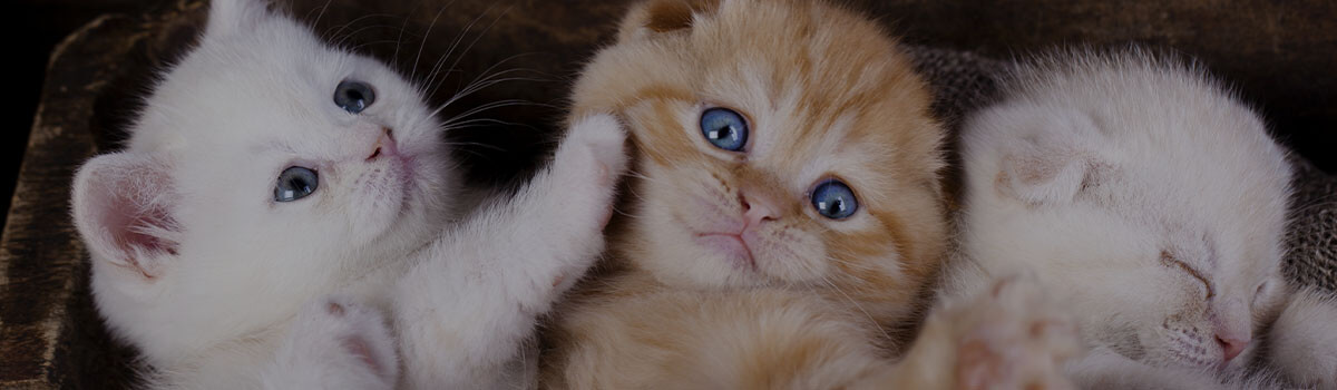 Feline Frenzy Designs | Spoonflower Design Challenge