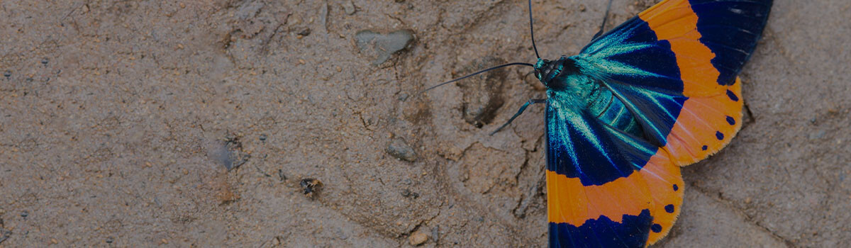 Moths Designs | Spoonflower Design Challenge