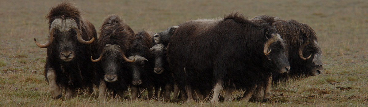 Year of the Ox Designs | Spoonflower Design Challenge