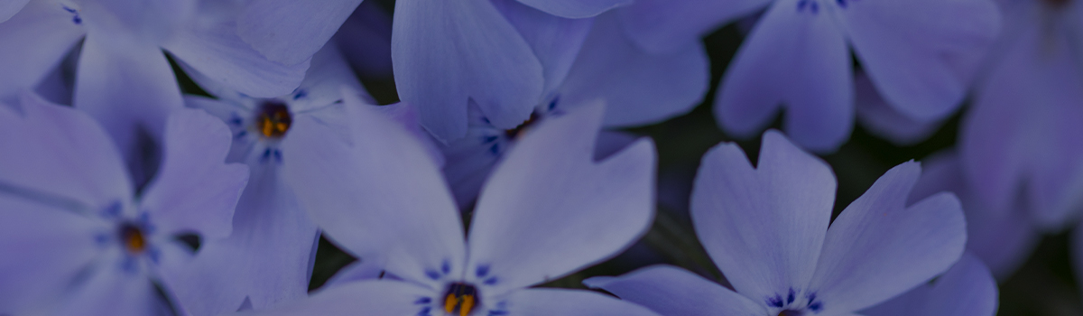 Pantone Color of the Year: Very Peri Designs | Spoonflower Design Challenge